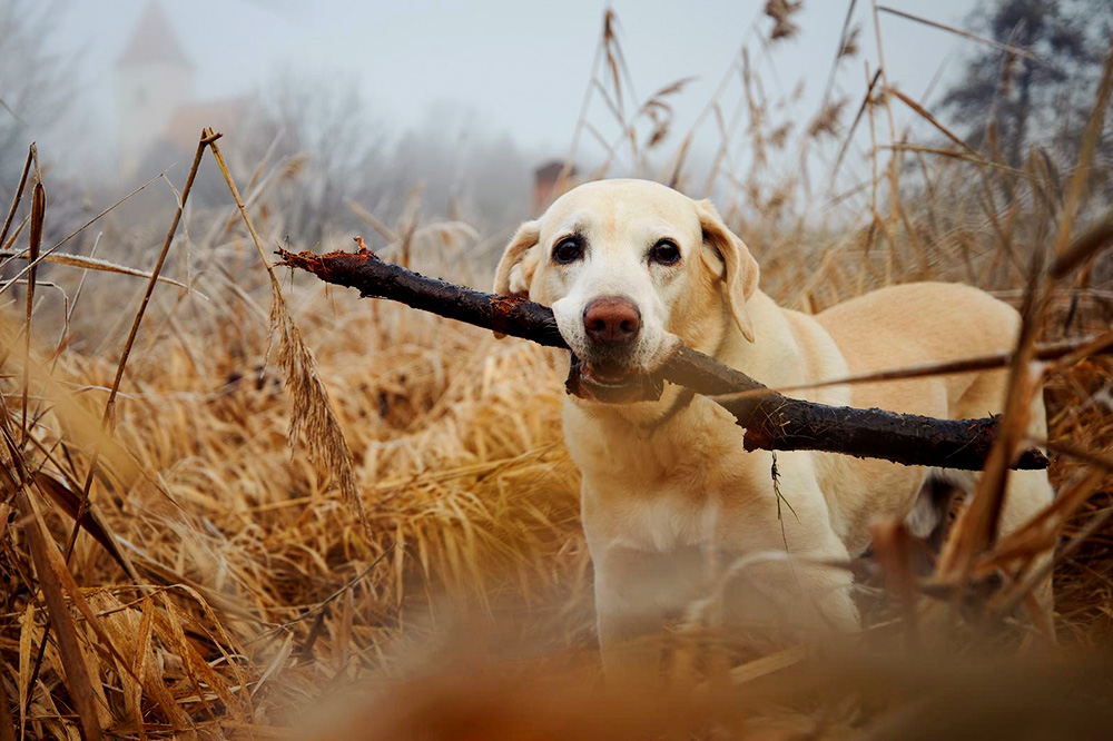 10 najnebezpečnejších vecí, ktoré psy radi žuvajú • PAMLSKOVAČE.sk